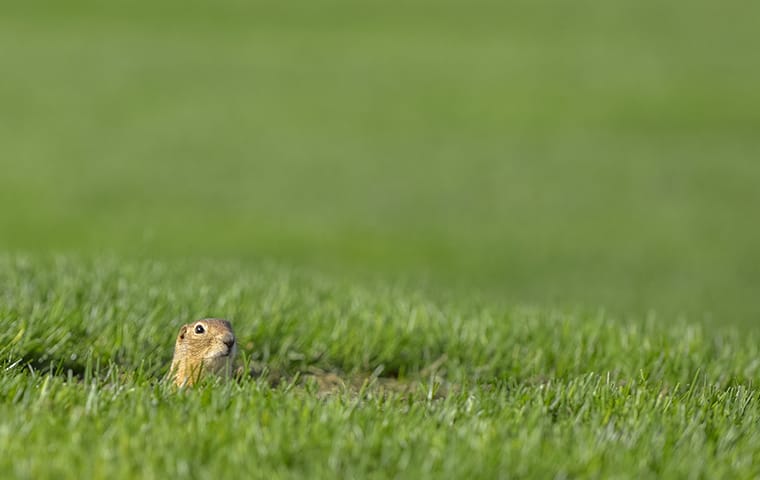 The Ultimate Guide To Gopher Control: Protecting Your Garden And ...