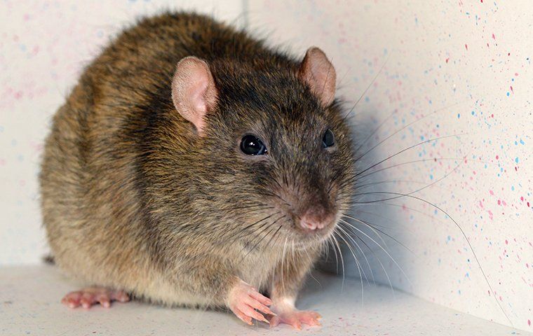 Rat Control 101: A Complete Guide For Glendale Property Owners | H&N ...